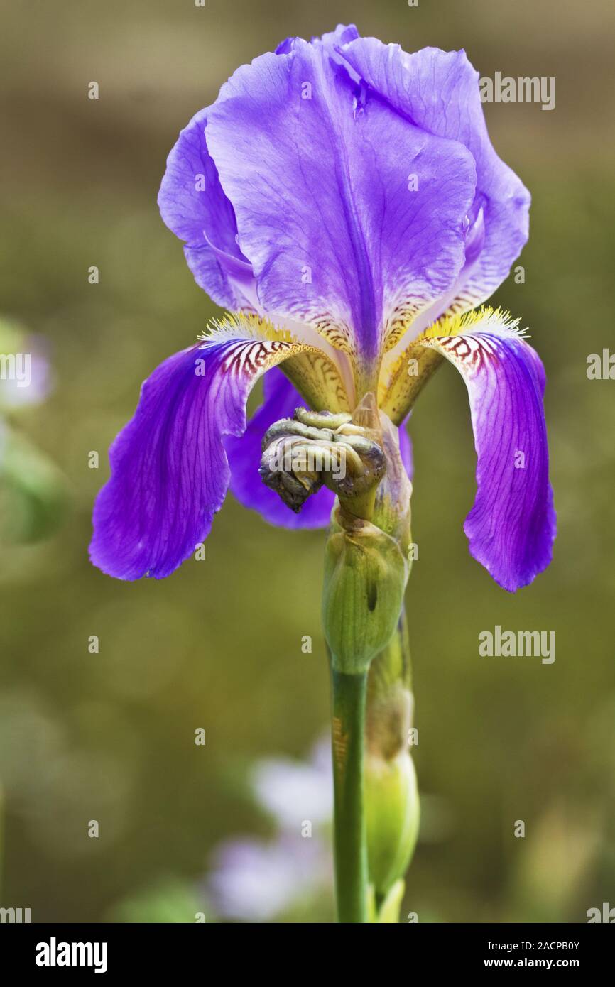 German flower hi-res stock photography and images - Alamy
