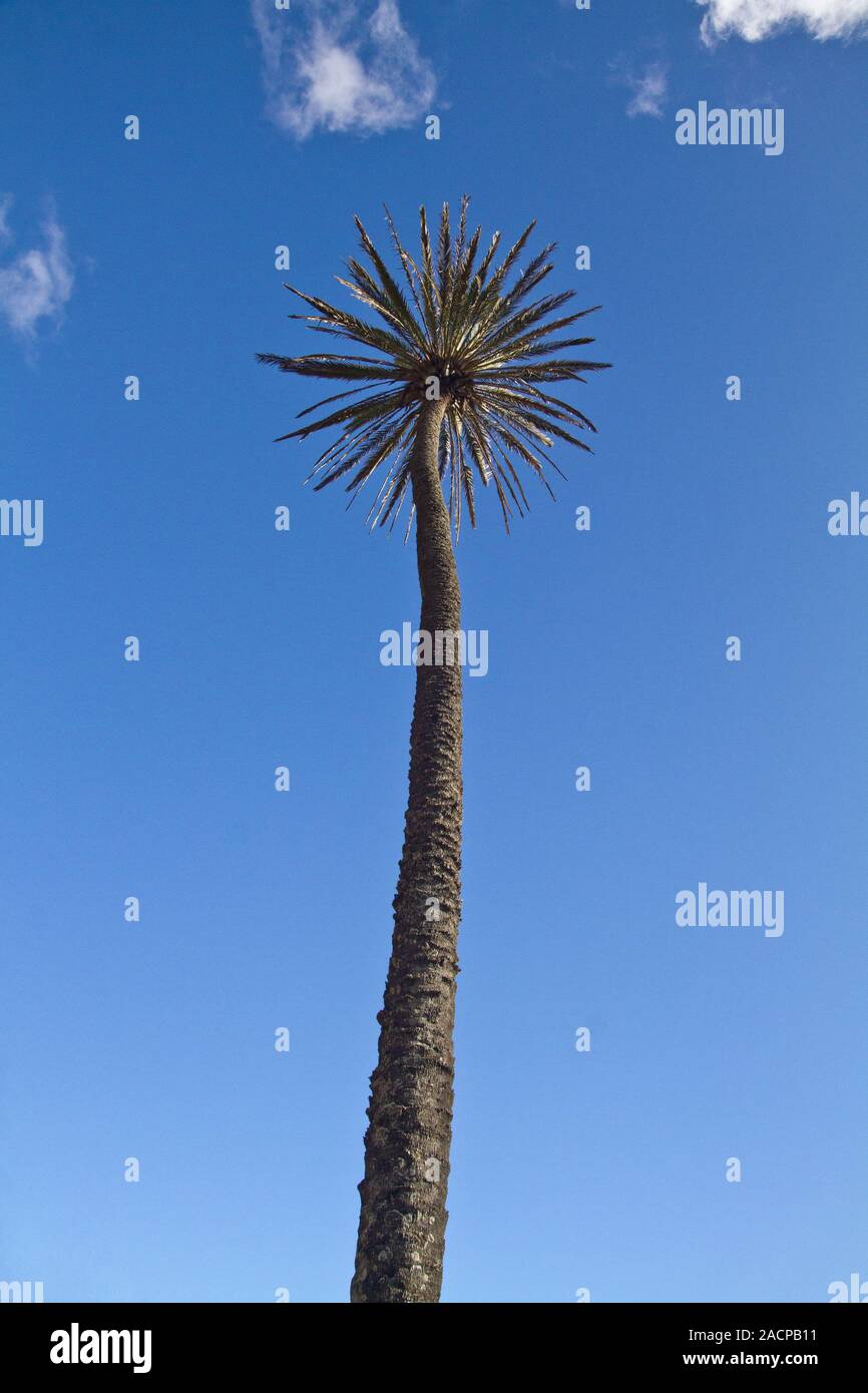 Washingtonia robusta hi-res stock photography and images - Alamy