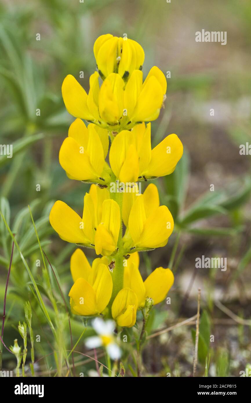 lupinus luteus yellow flower Stock Photo - Alamy