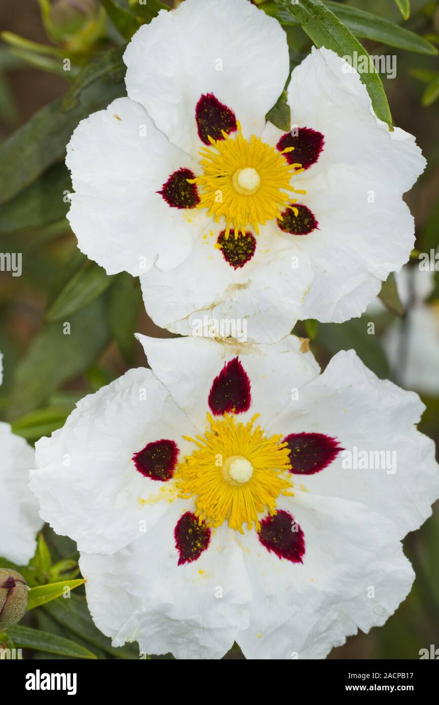 Cistus ladanifer flower Stock Photo - Alamy
