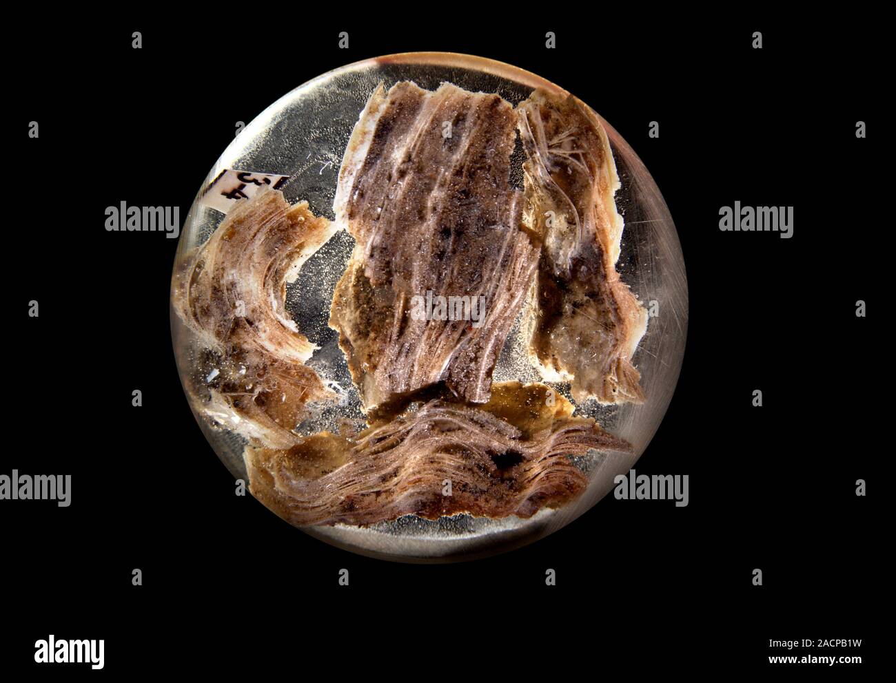 Limestone concretion. Light micrograph of a polished concretion of ...