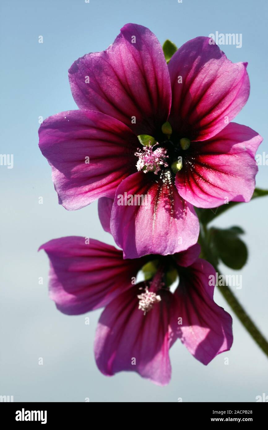 Blue mallow flowers hi-res stock photography and images - Alamy