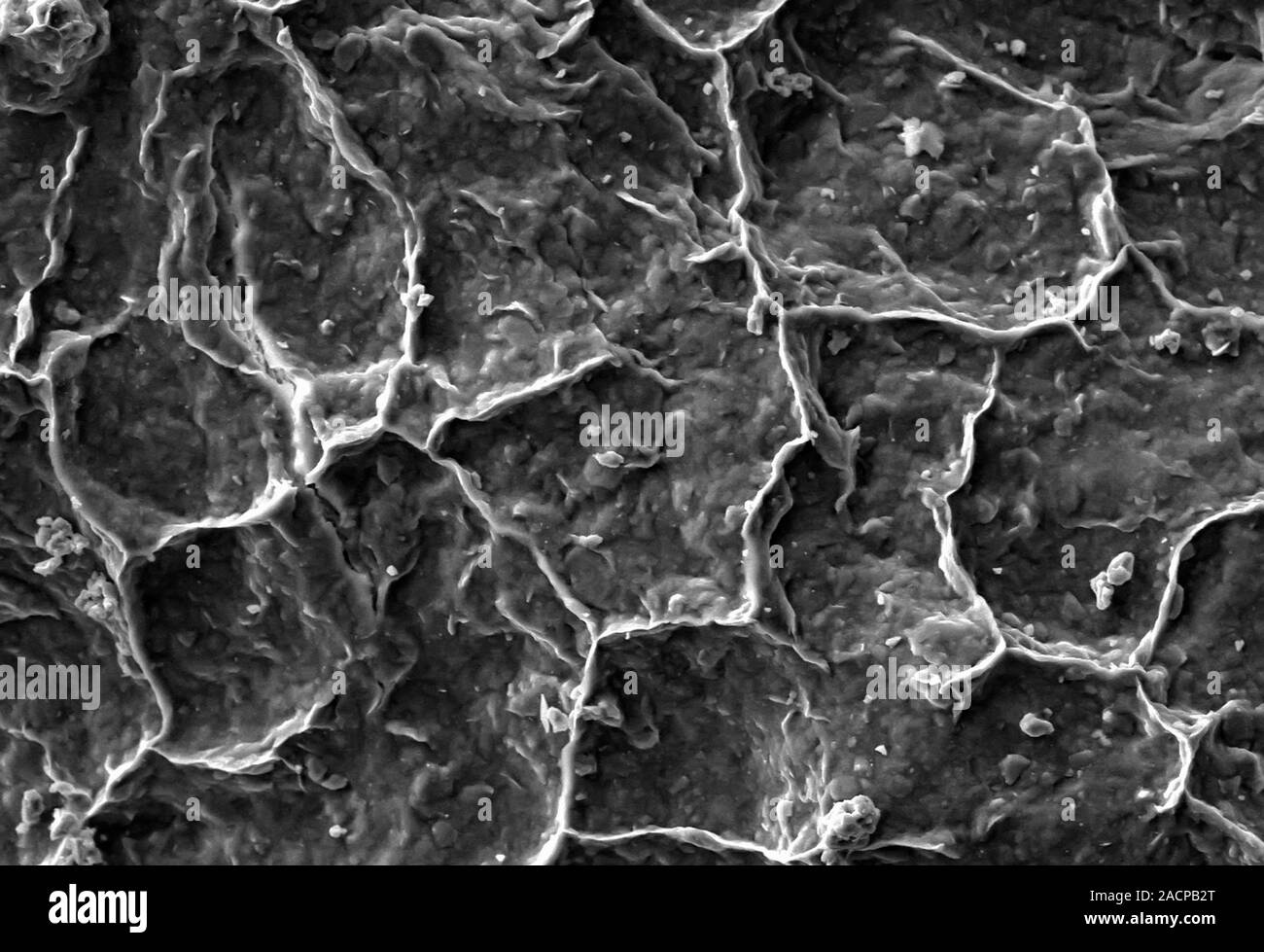 Clay. Scanning electron microscope of a sample of clay. Clay particles ...