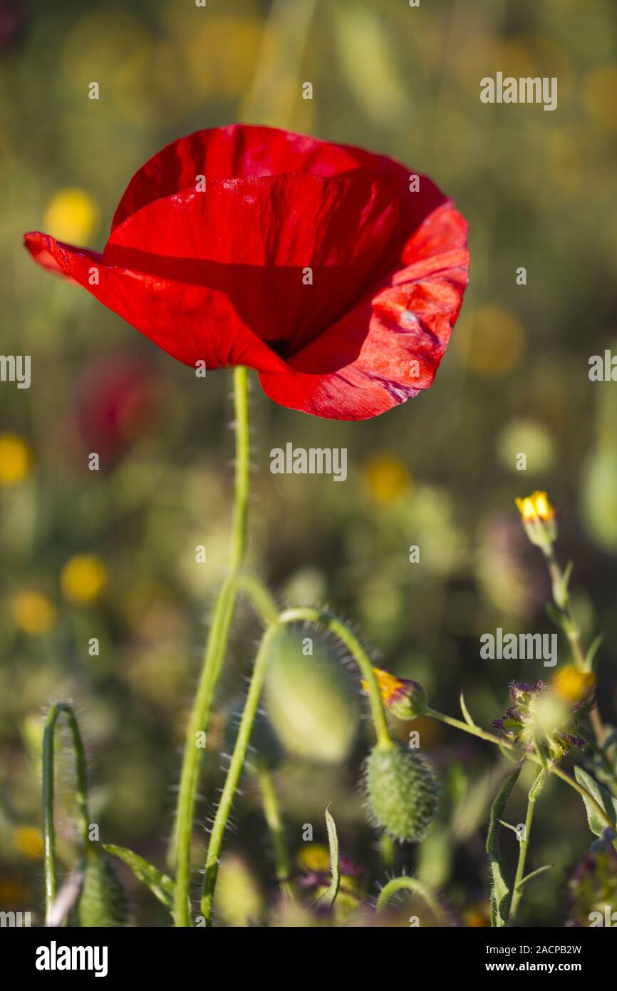 Red poppy flower Stock Photo - Alamy