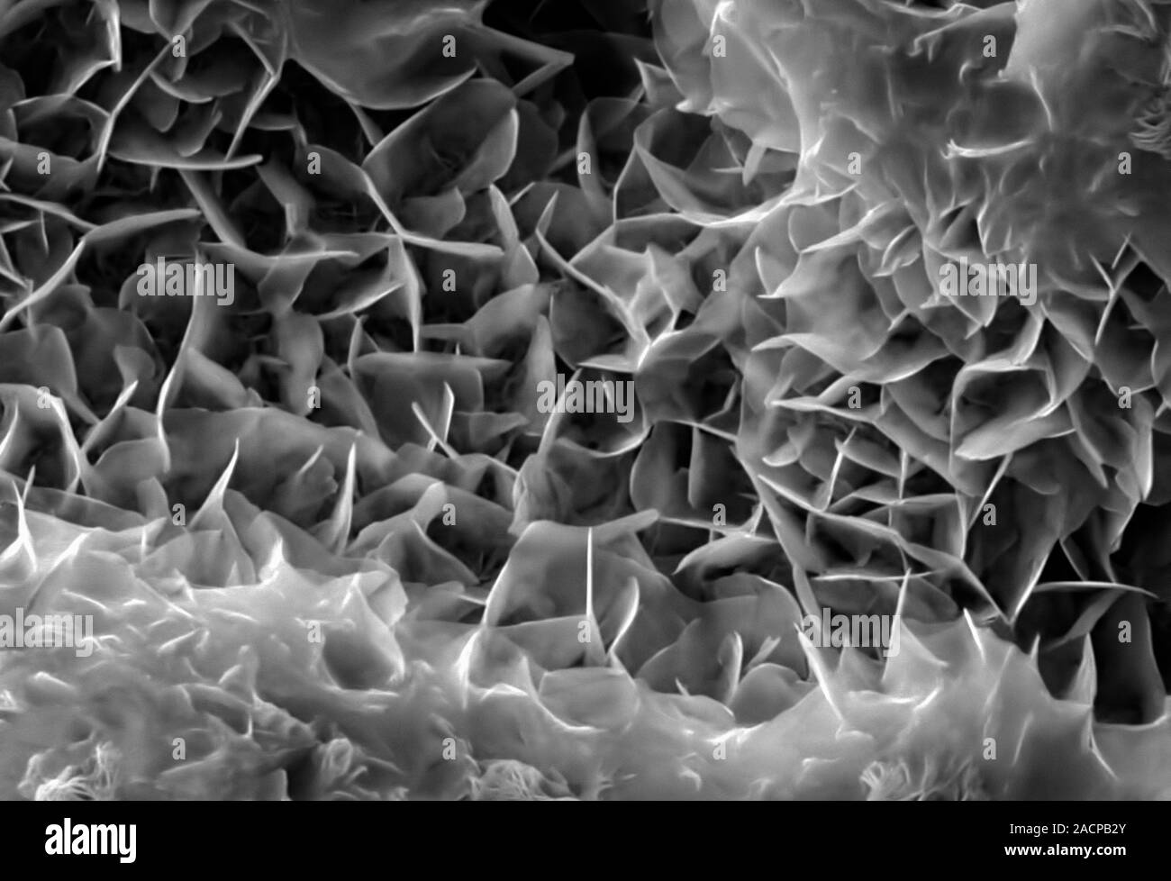Magnesium in concrete. Scanning electron microscope of magnesium ...