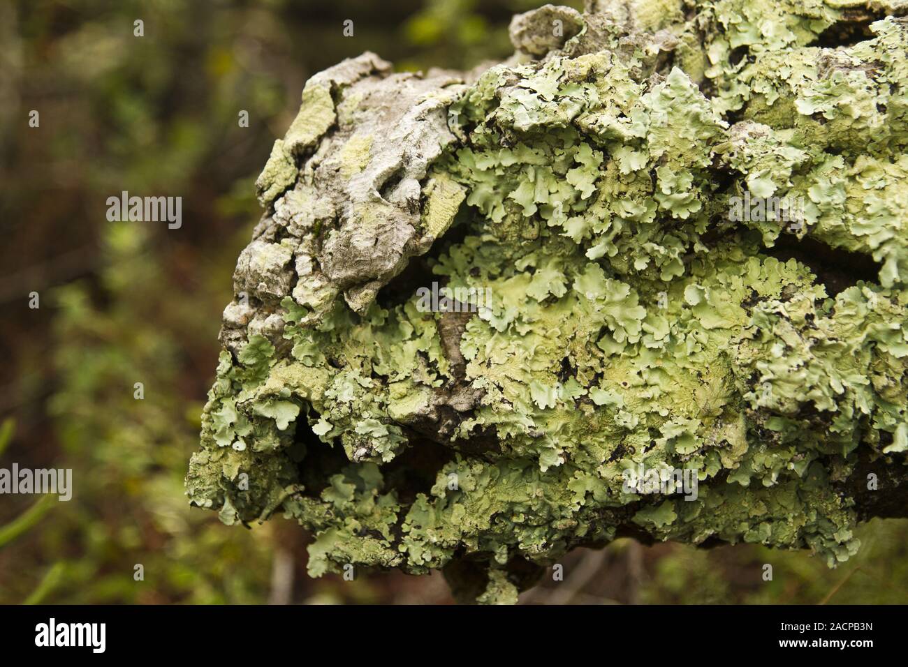Mossy log hi-res stock photography and images - Alamy