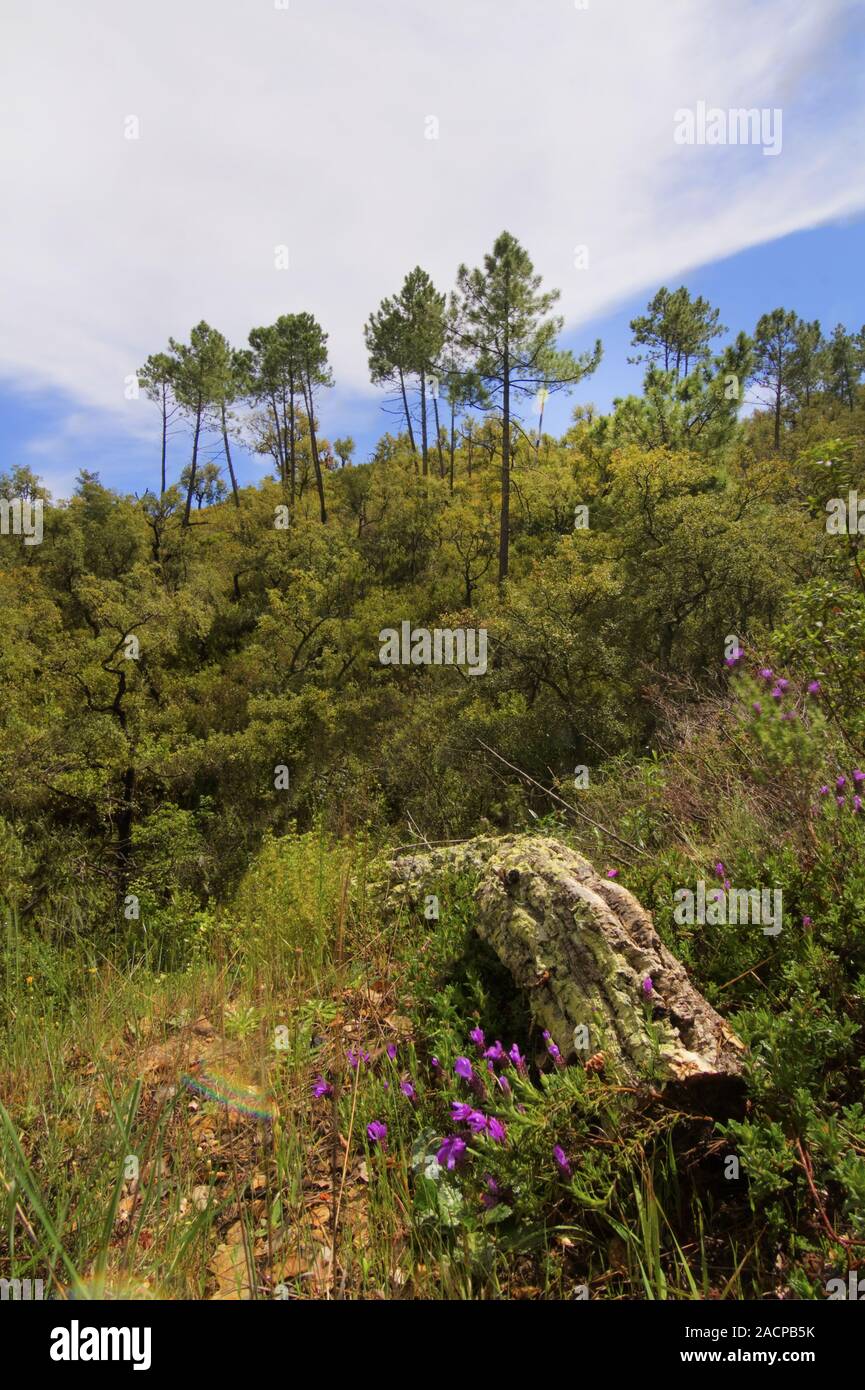 Healthy forest hi-res stock photography and images - Alamy