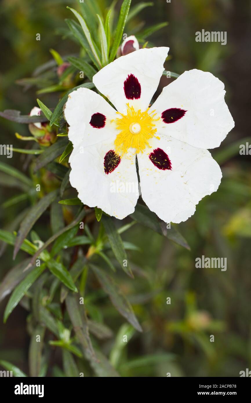 Cistus ladanifer flower hi-res stock photography and images - Alamy