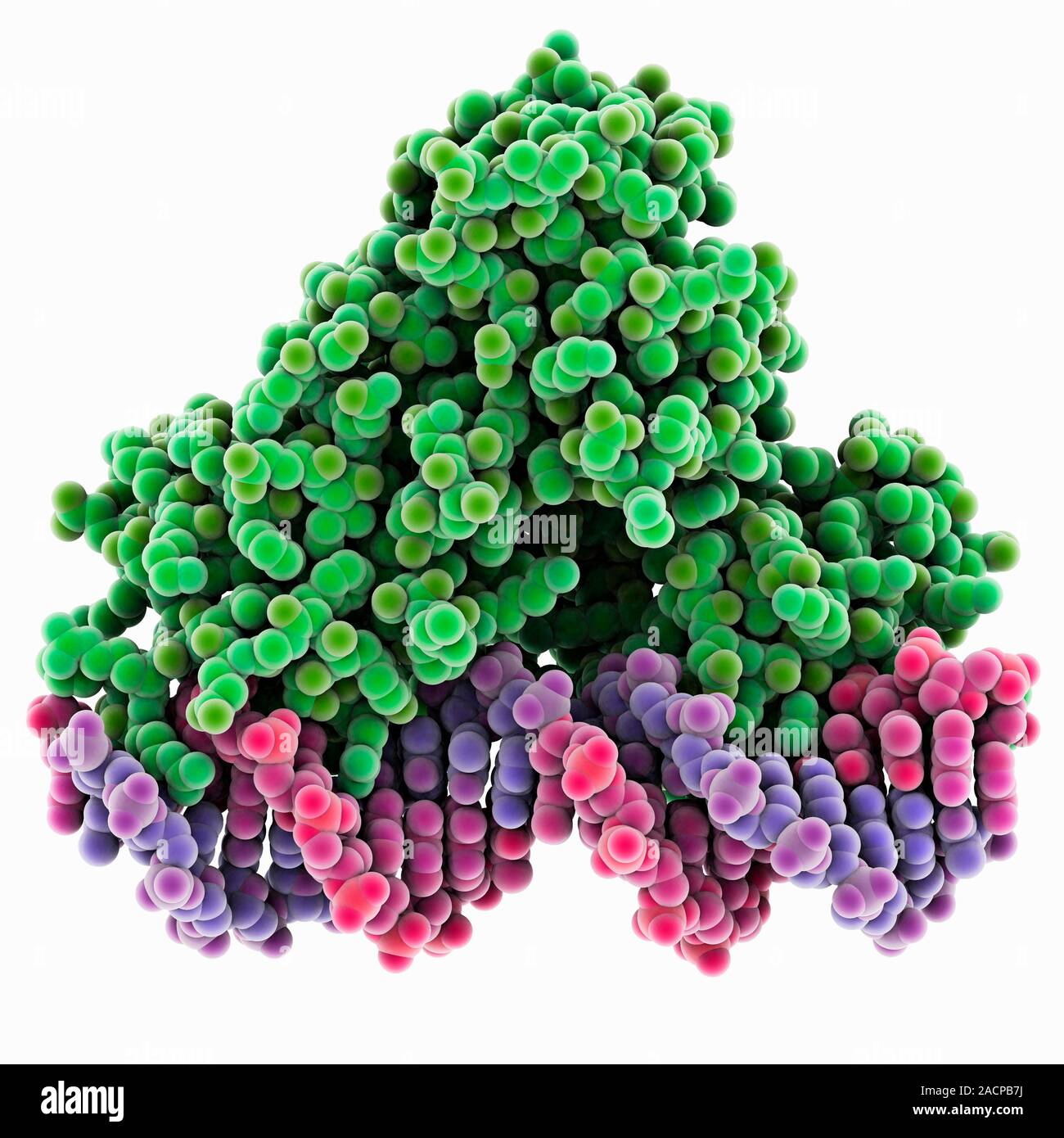 Transcription repressor protein and DNA, molecular model. The repressor protein (green) is ...