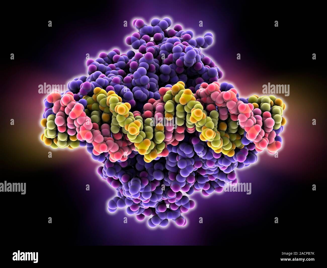 Transcription repressor protein and DNA, molecular model. The repressor ...