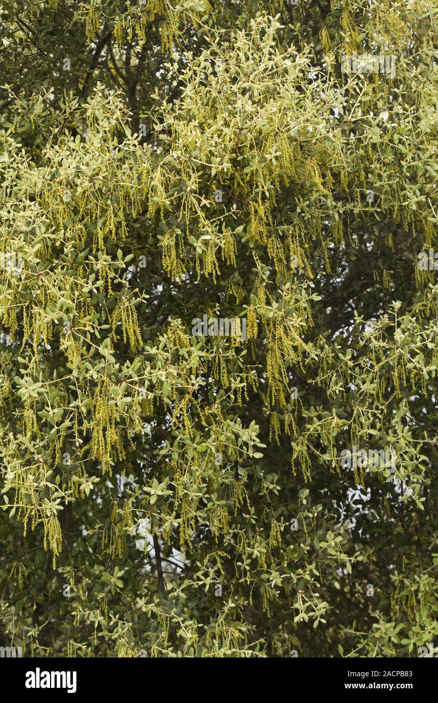 flowers of holm oak (quercus ilex) tree Stock Photo - Alamy