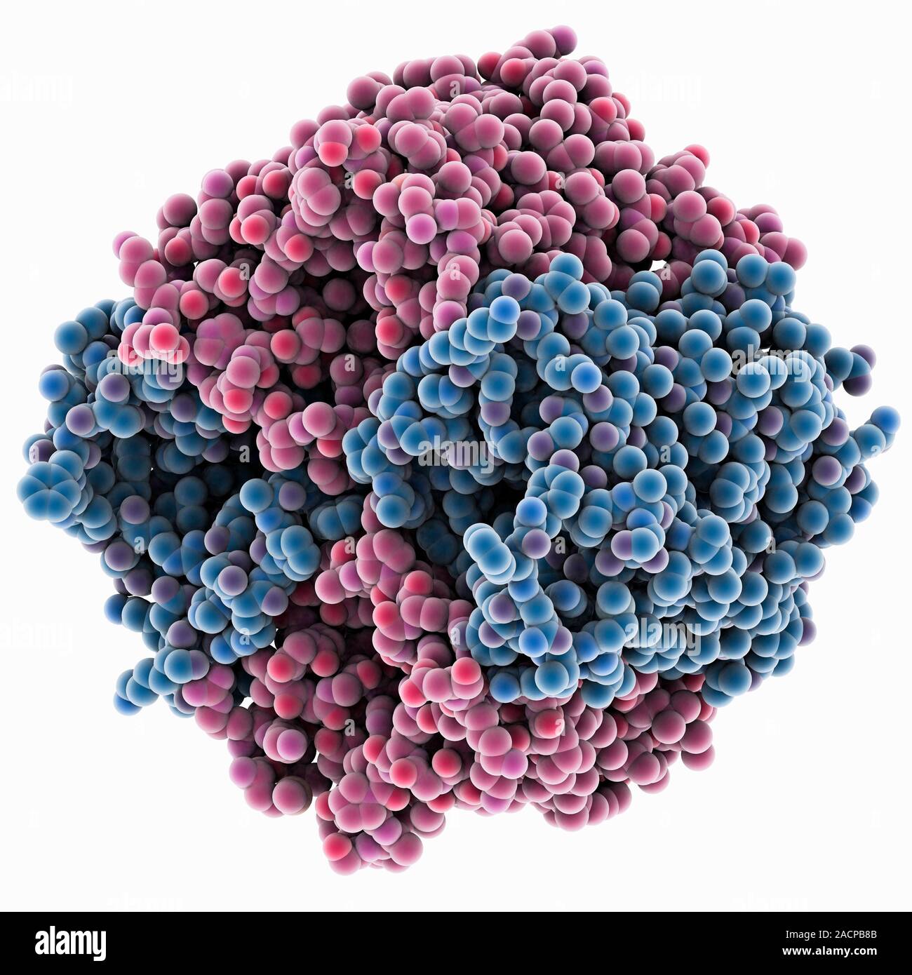 Aquaporin membrane protein, molecular model. Aquaporins are membrane ...
