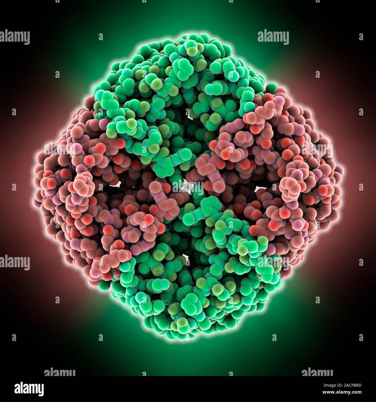 Aquaporin membrane protein, molecular model. Aquaporins are membrane ...
