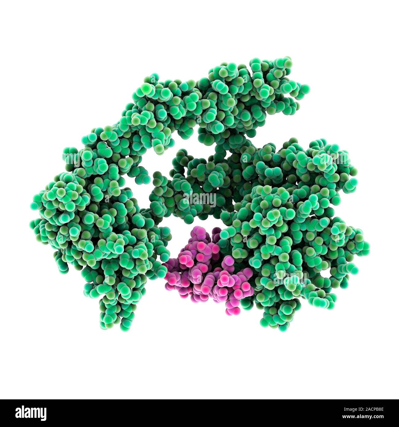 Epidermal growth factor. Molecular model of human epidermal growth ...