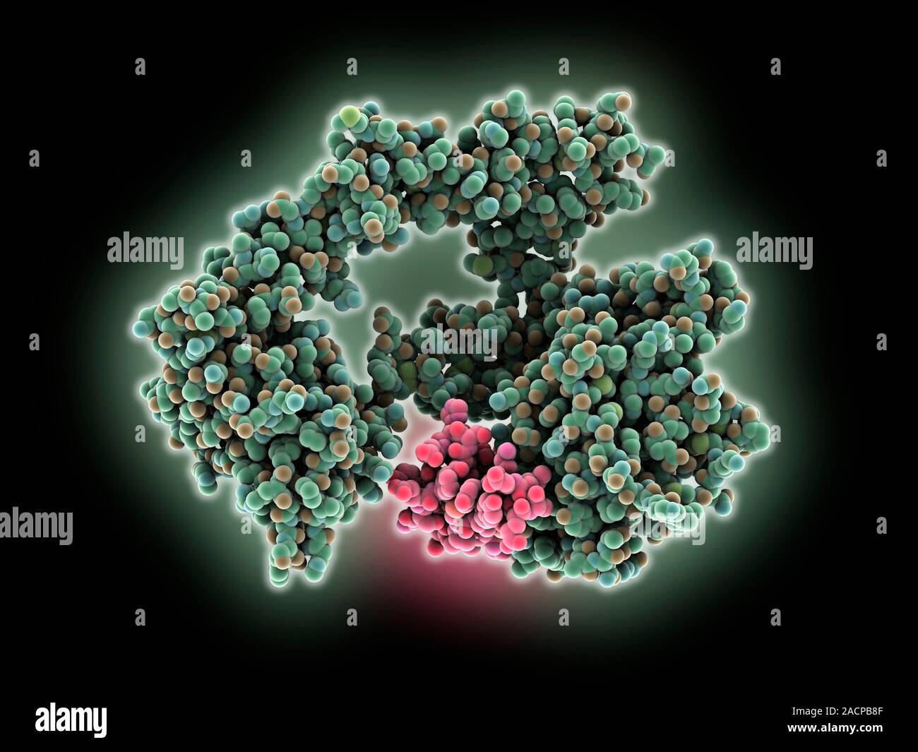 Epidermal growth factor. Molecular model of human epidermal growth ...