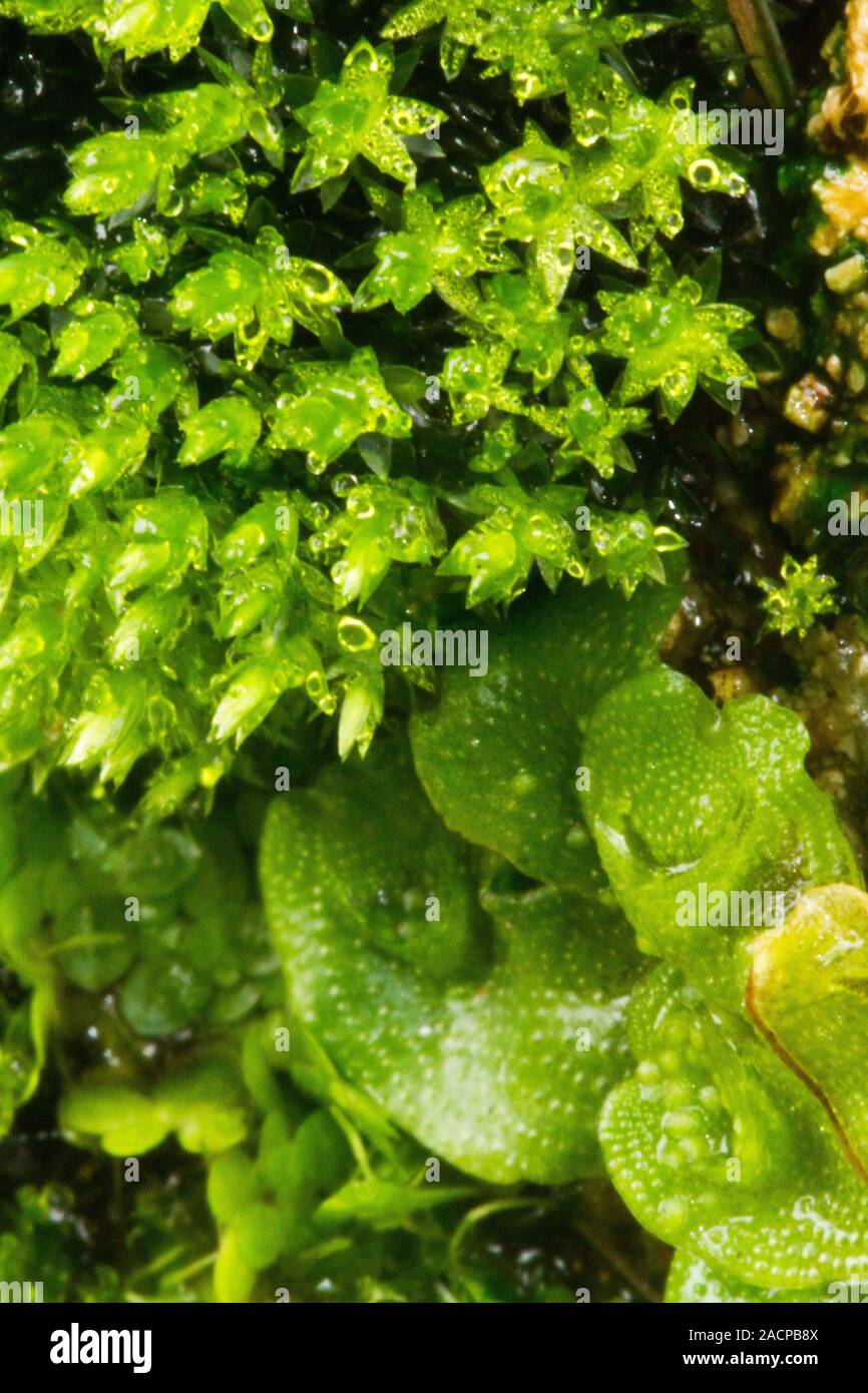 small plants on forest ground Stock Photo - Alamy