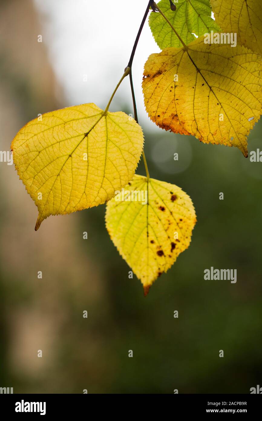 Beautiful tree leaves hi-res stock photography and images - Alamy