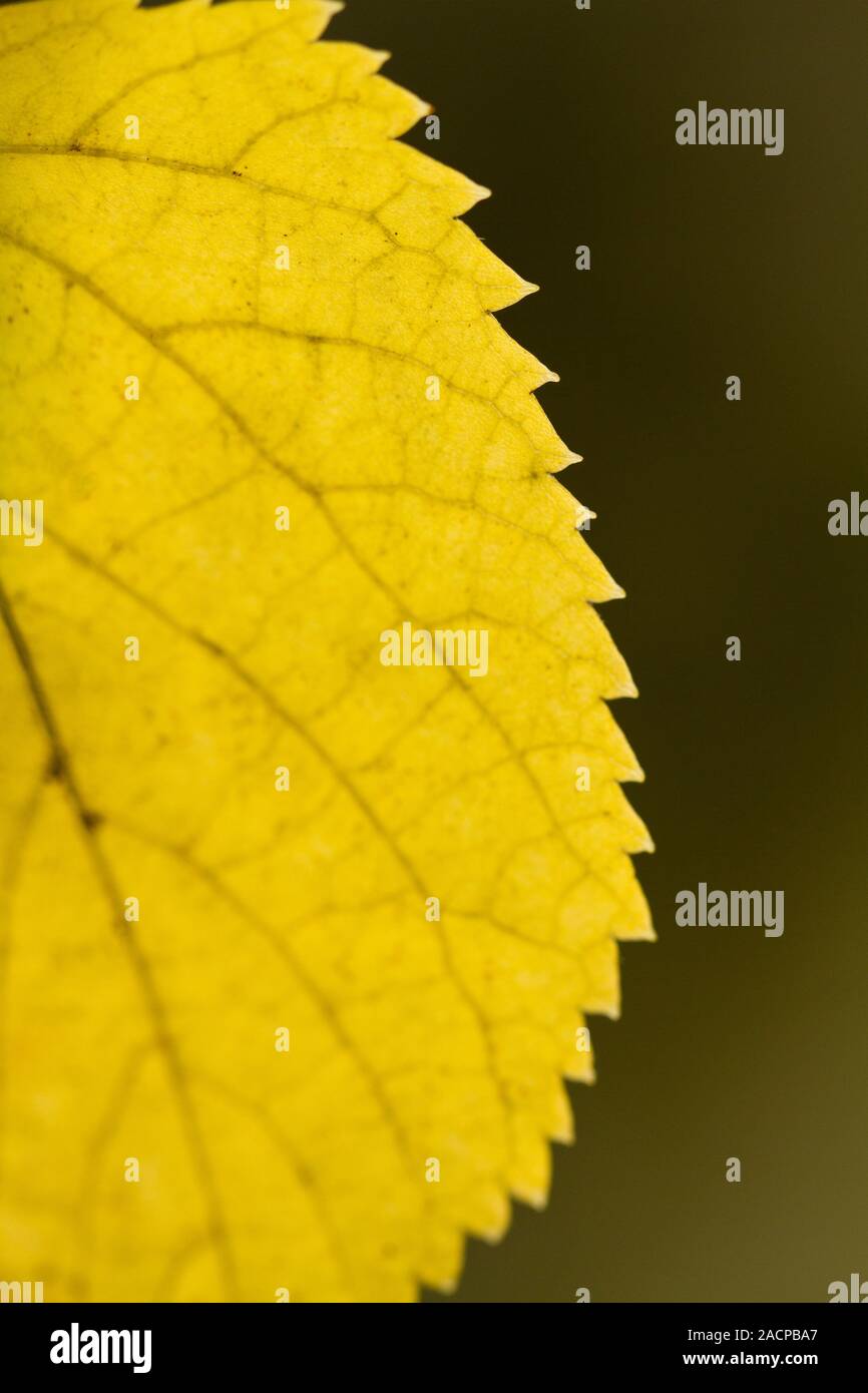 beautiful leaf on a tree Stock Photo - Alamy