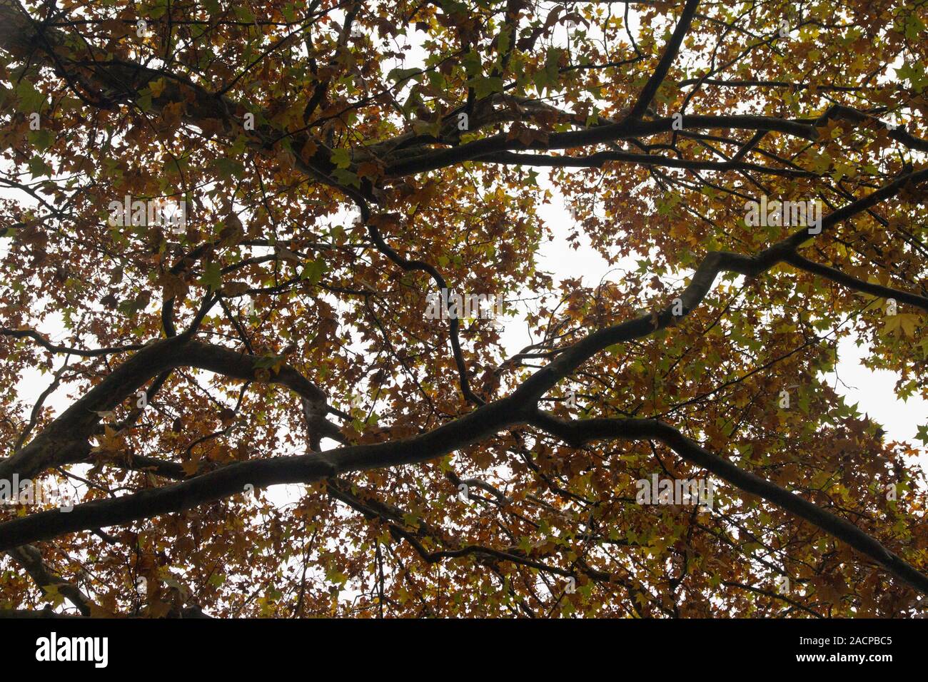 Beautiful tree branches hi-res stock photography and images - Alamy