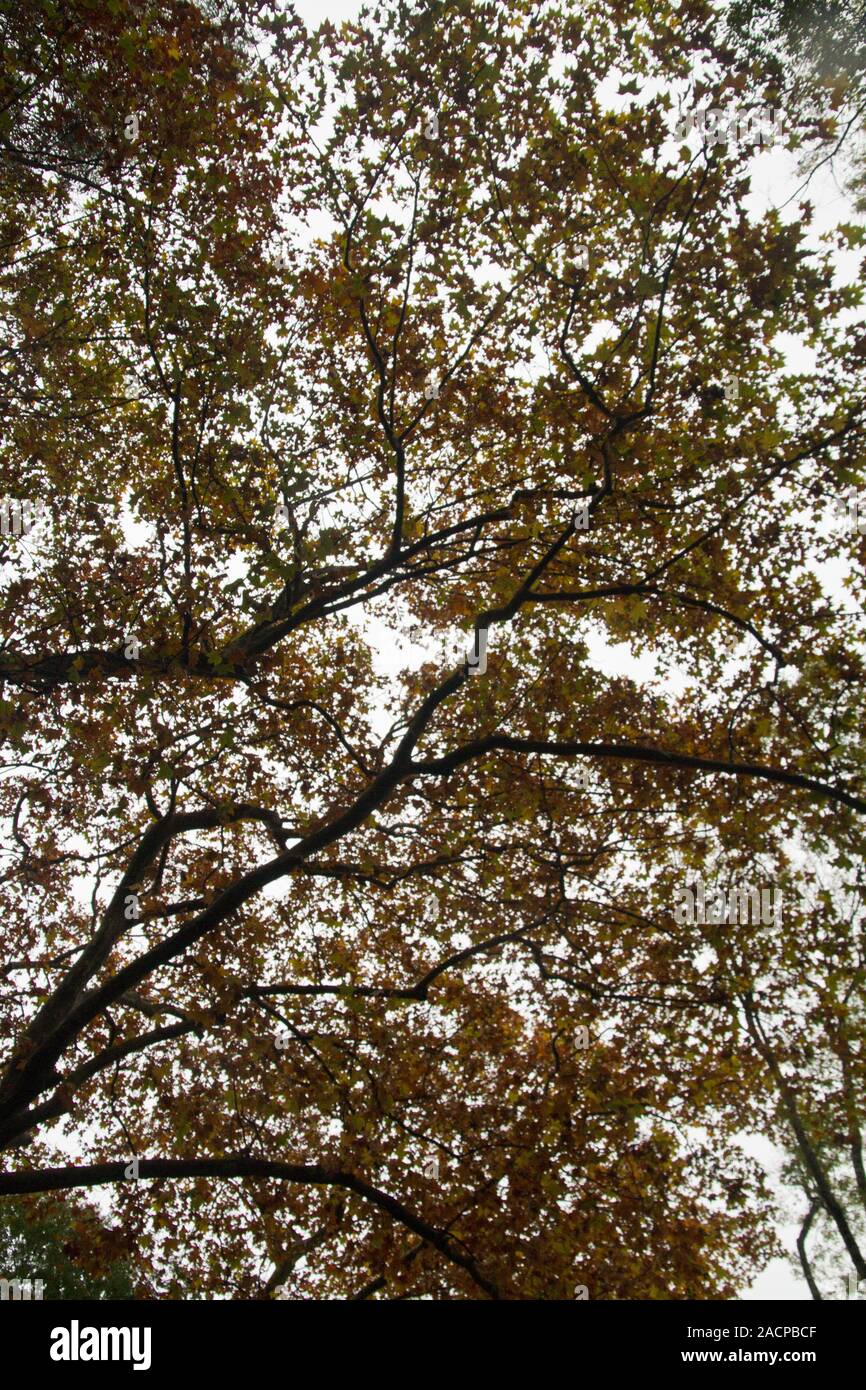 Beautiful tree branches hi-res stock photography and images - Alamy