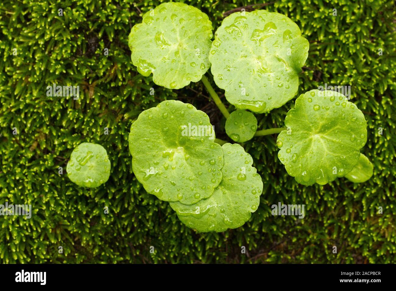 Small plants on rock hi-res stock photography and images - Alamy