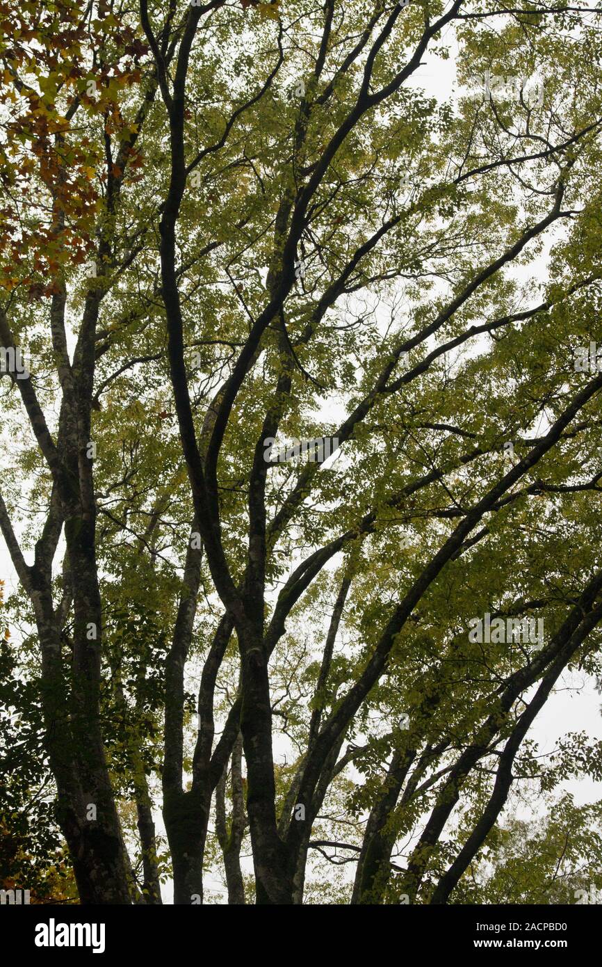 Beautiful tree branches hi-res stock photography and images - Alamy