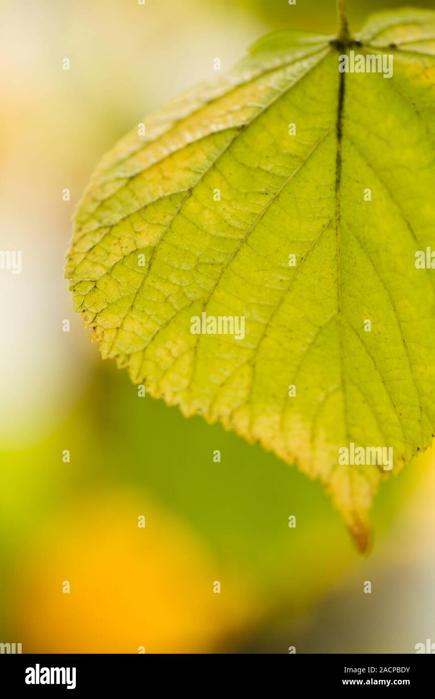 beautiful leaf on a tree Stock Photo - Alamy