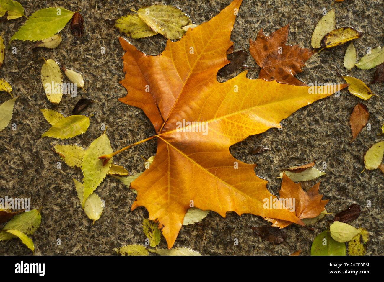 fallen autumn leaf Stock Photo - Alamy
