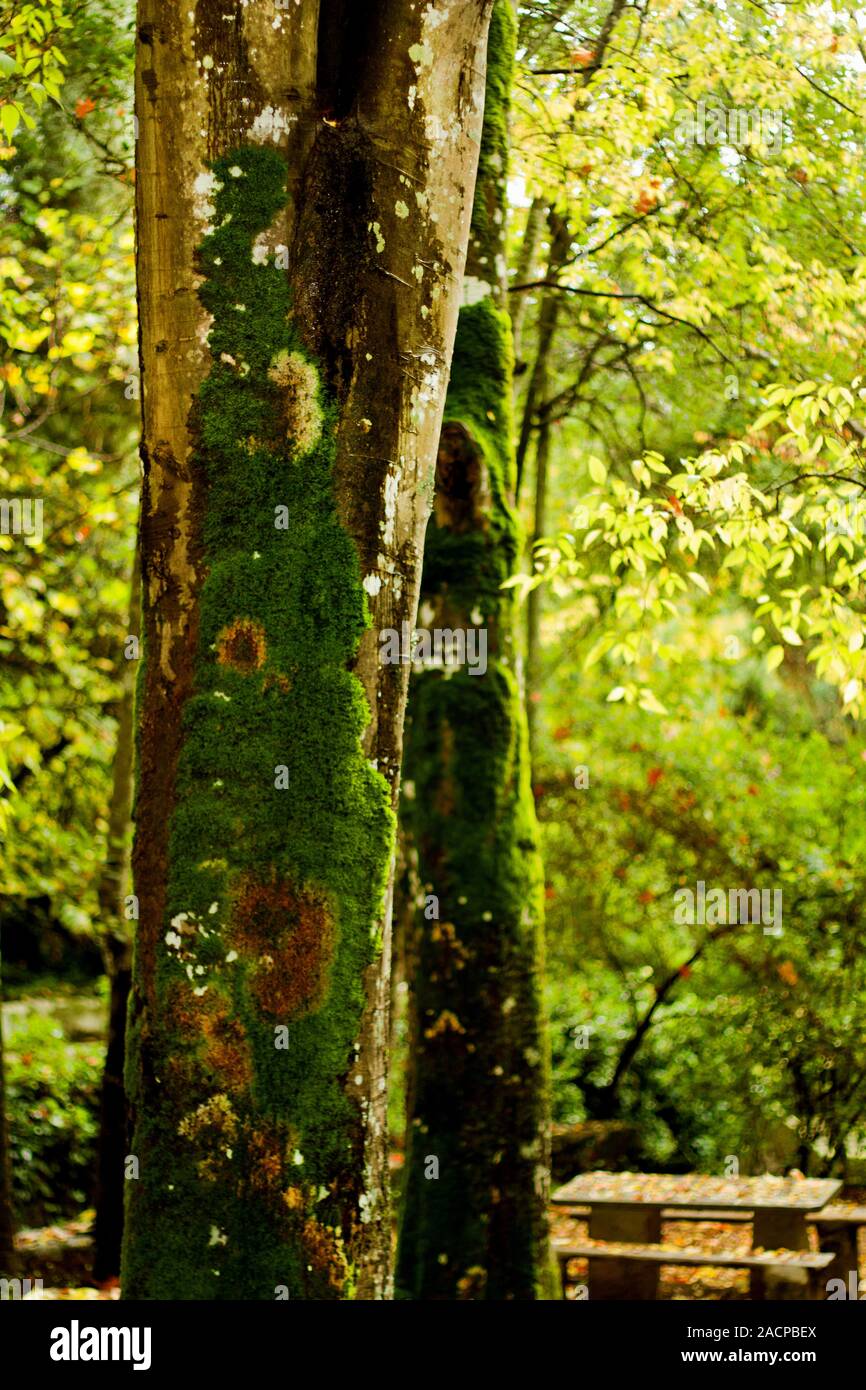 beautiful trees on the forest Stock Photo - Alamy