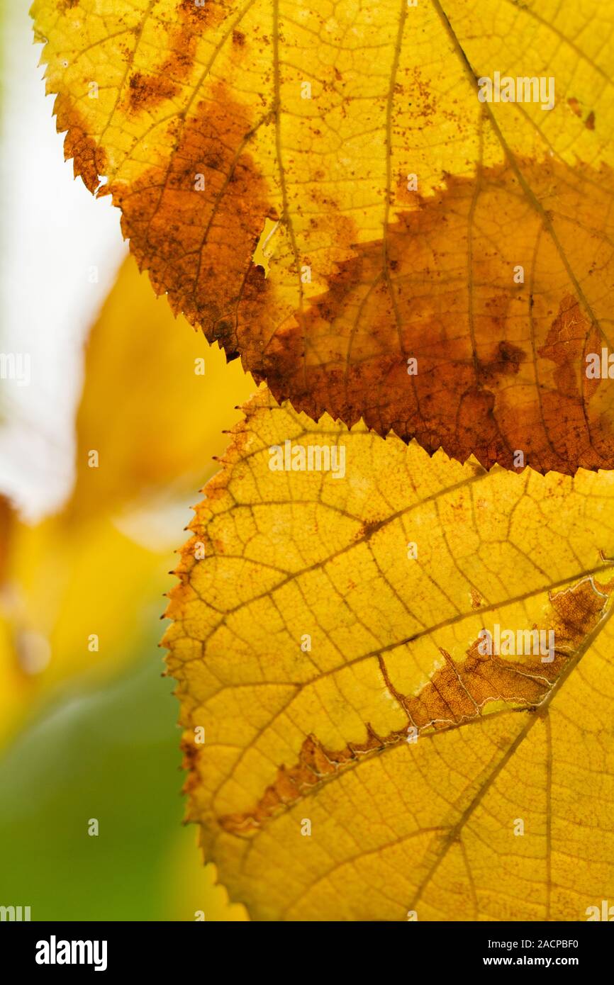 beautiful leaves on a tree Stock Photo - Alamy