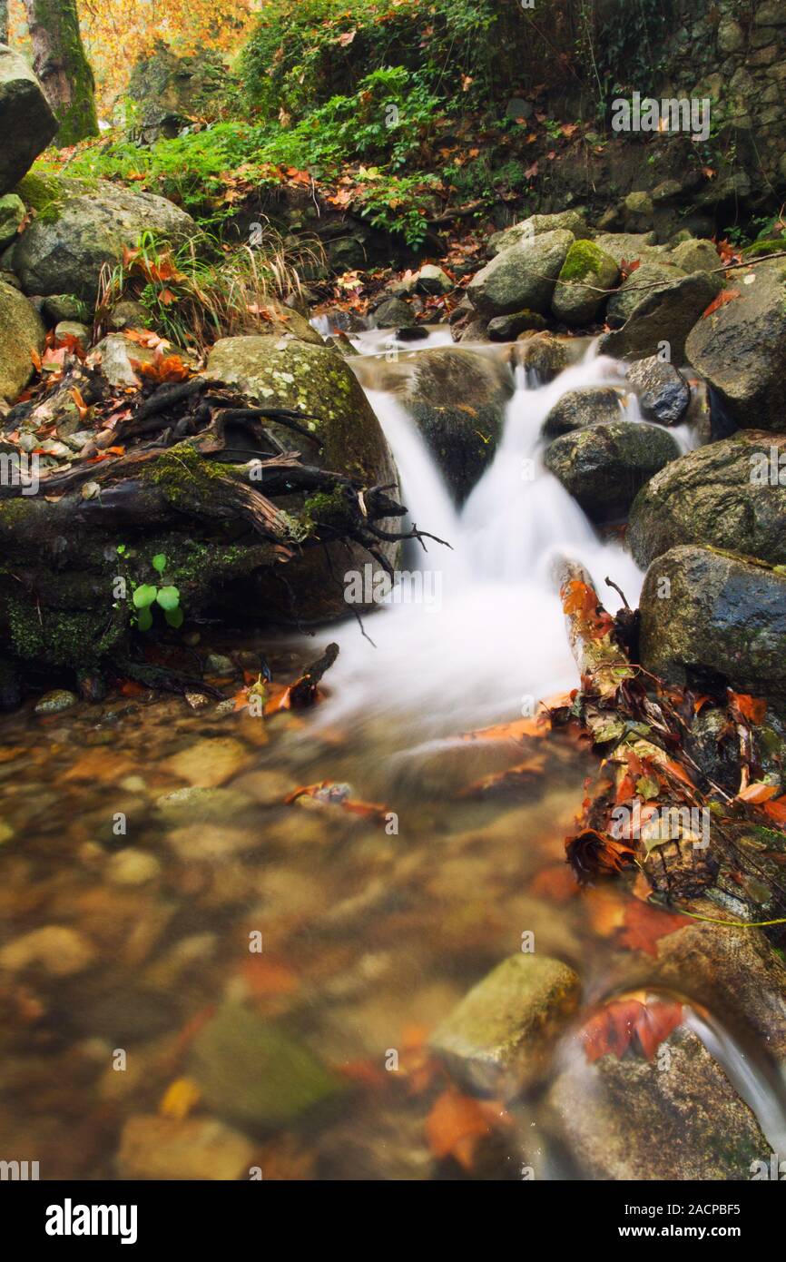 beautiful creek in forest Stock Photo - Alamy