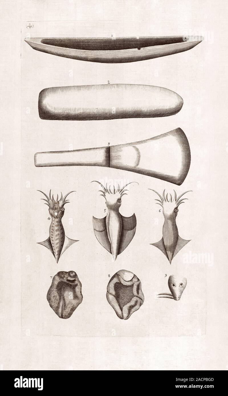 Natural history specimens, 18th-century artwork. From top are ...