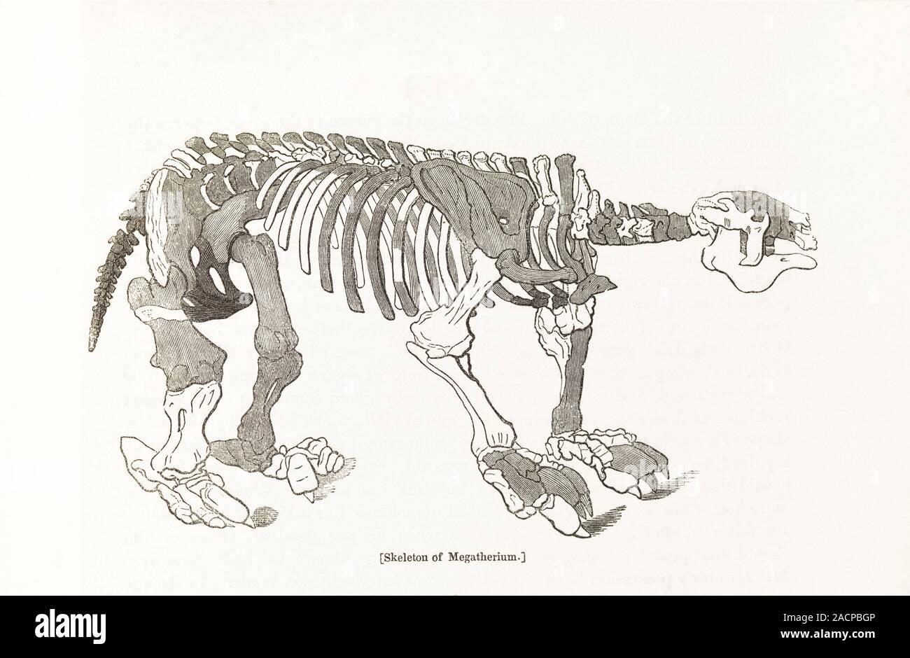 Megatherium skeleton, 19th-century artwork. This large, extinct ground ...