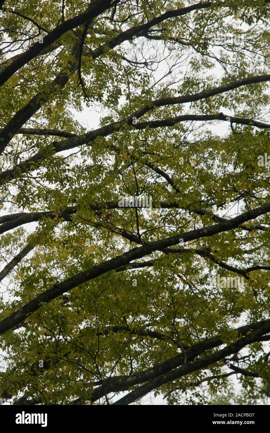 Beautiful tree branches hi-res stock photography and images - Alamy