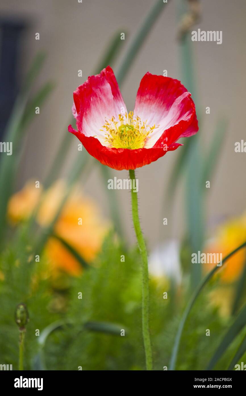 big red poppy flower Stock Photo - Alamy