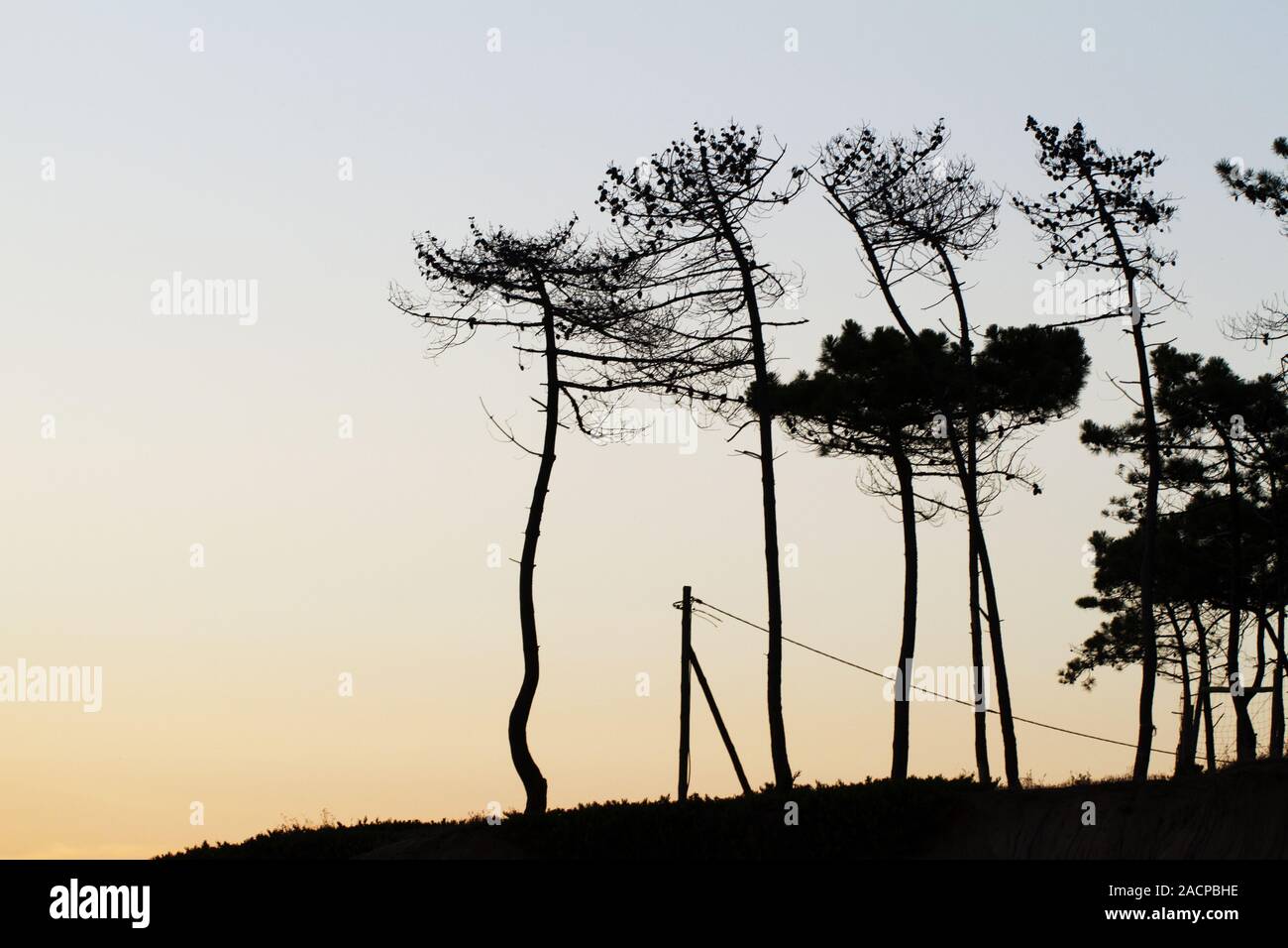 Pine trees silhouette hi-res stock photography and images - Alamy