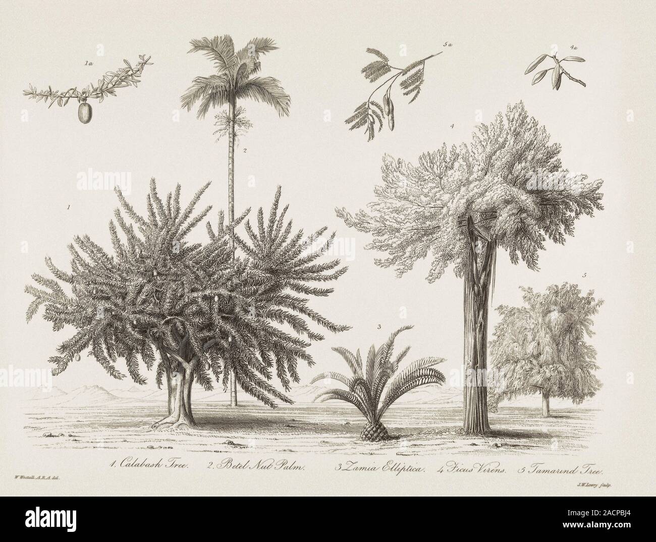 Tropical plants, 19th-century artwork. From left to right, these are: a ...