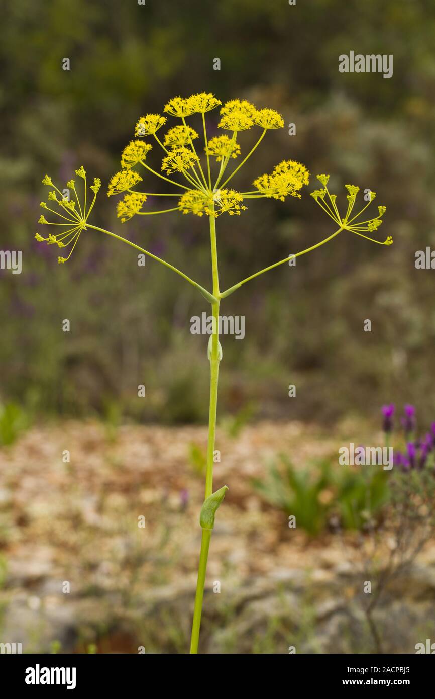 Thapsia hi-res stock photography and images - Alamy