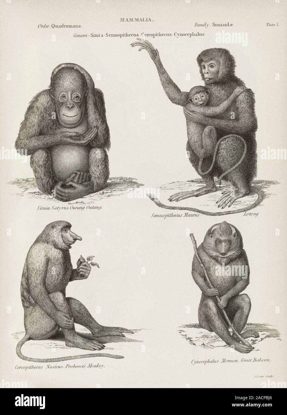 Primates, 19th-century artwork. Shown here are an orangutan (upper left ...