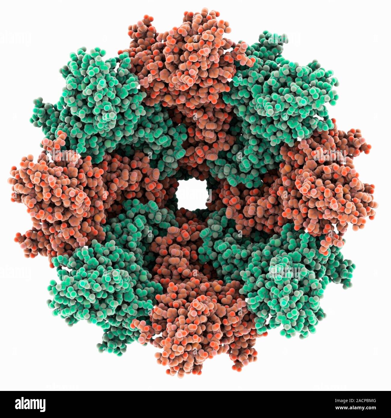 Apoptosome cell death protein, molecular model. Apoptosomes are large ...