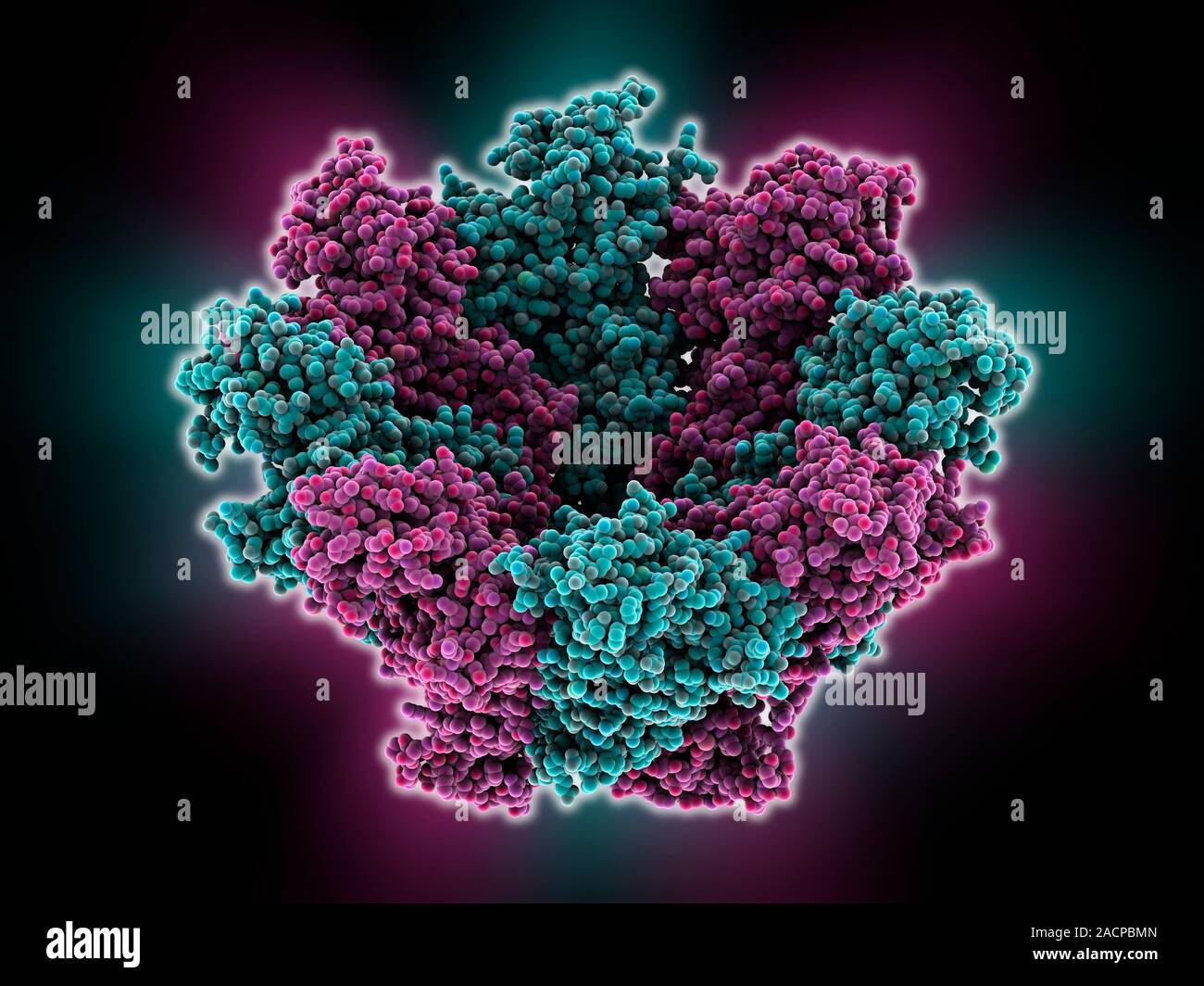 Apoptosome cell death protein, molecular model. Apoptosomes are large ...