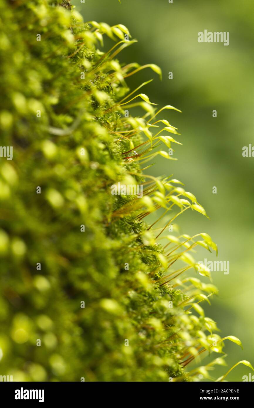 Polytrichum capsule hi-res stock photography and images - Alamy