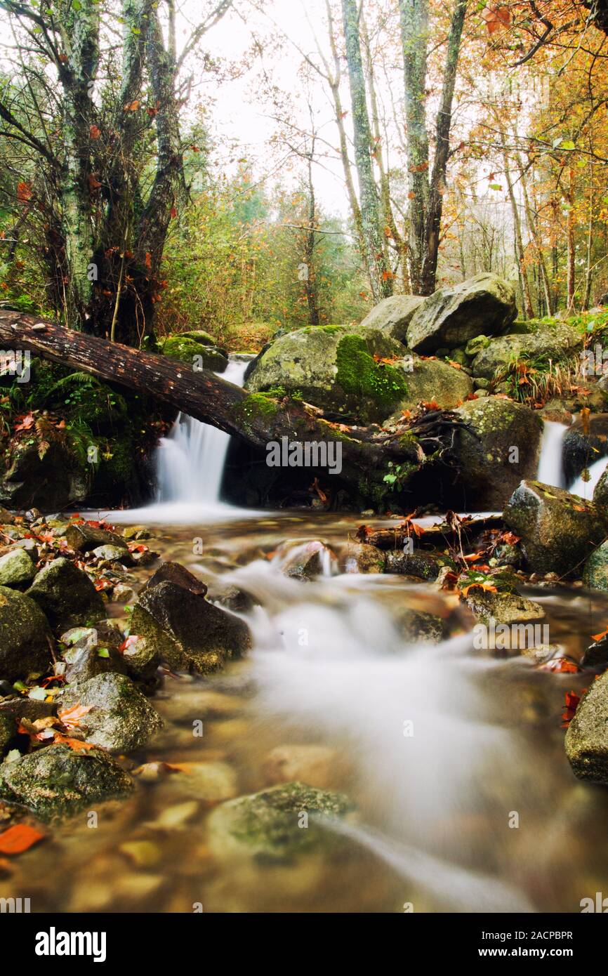 beautiful creek in forest Stock Photo - Alamy