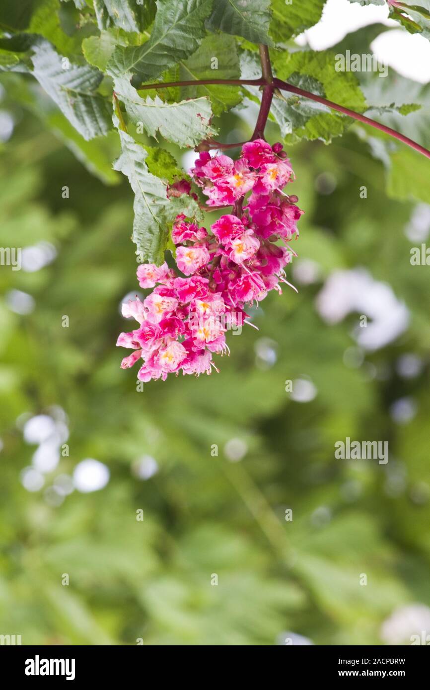 Red chestnut tree hi-res stock photography and images - Alamy