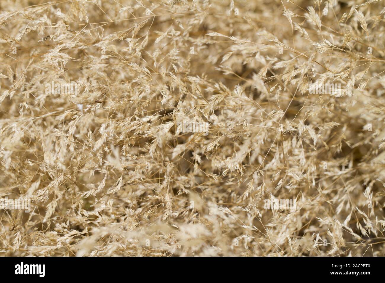 Dry vegetation hi-res stock photography and images - Alamy