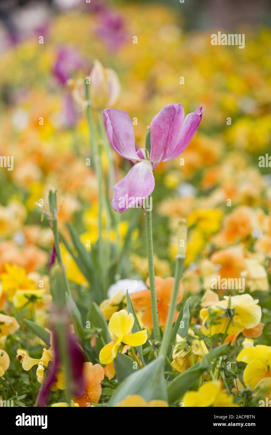 Patch of flowers hi-res stock photography and images - Alamy