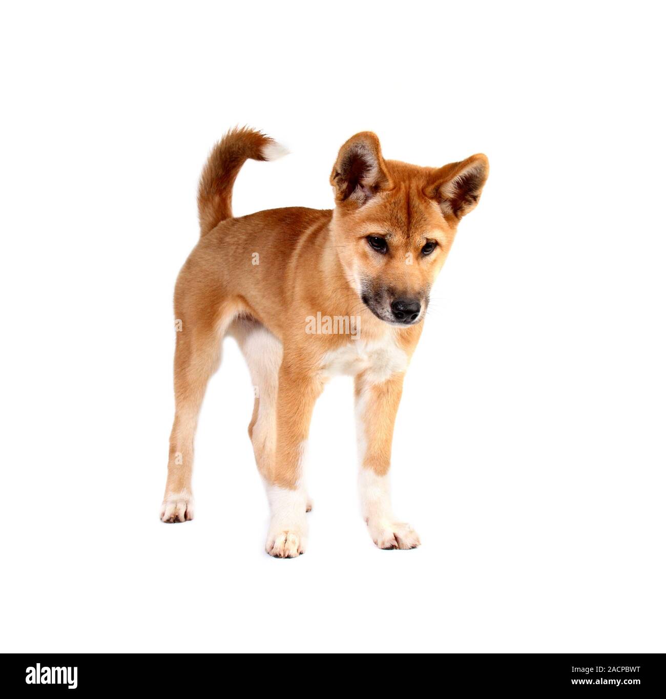 Dingo puppy. The Australian dingo, or warrigal, (Canis lupus dingo) is ...