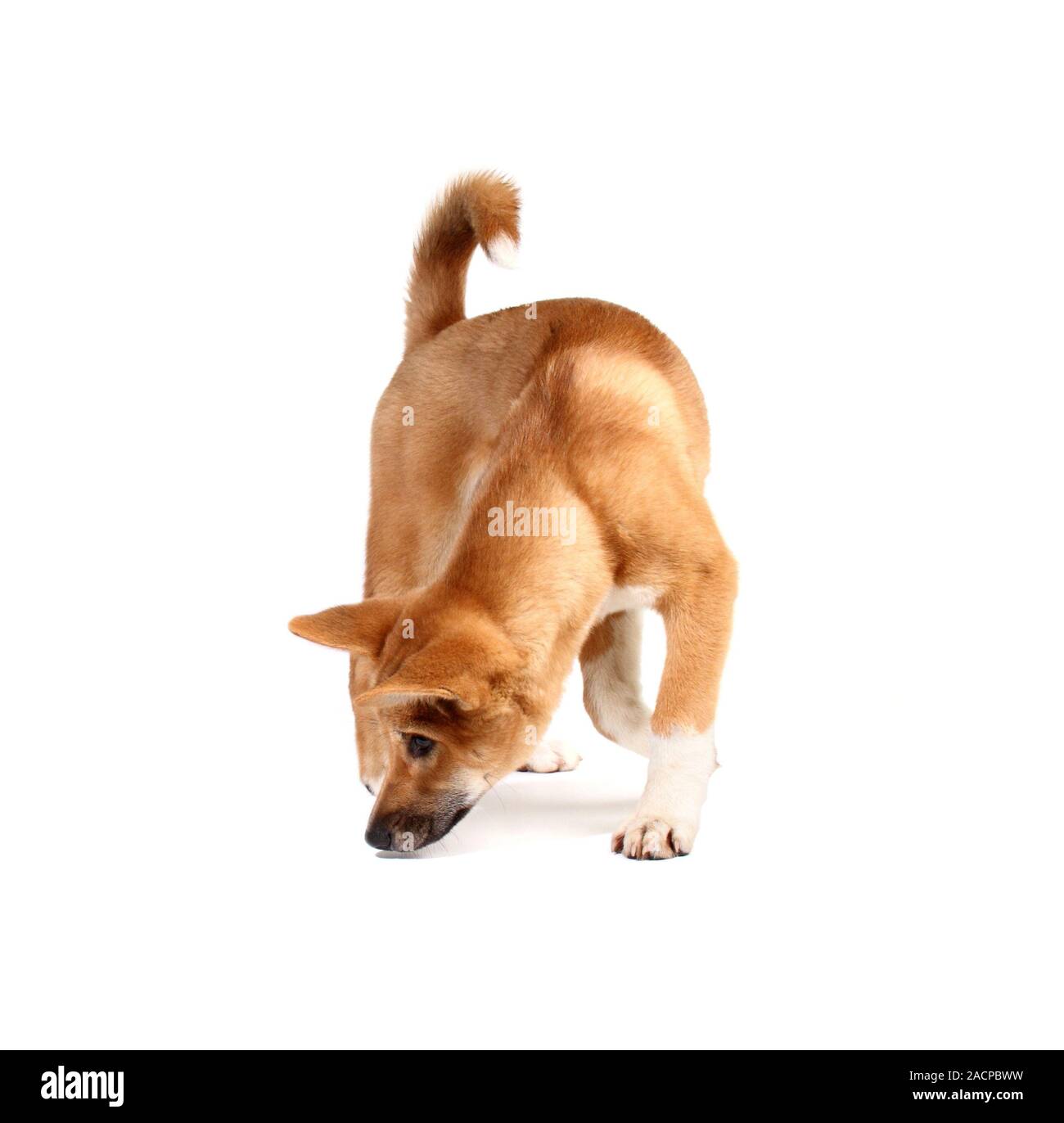 Dingo puppy. The Australian dingo, or warrigal, (Canis lupus dingo) is ...
