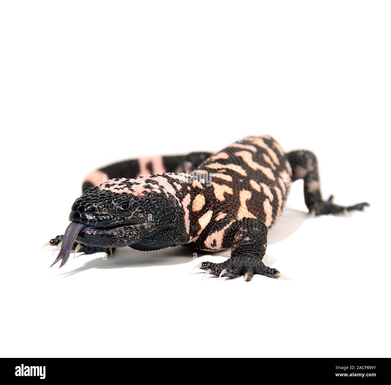Gila monster. The Gila monster (Heloderma suspectum) is a species of ...