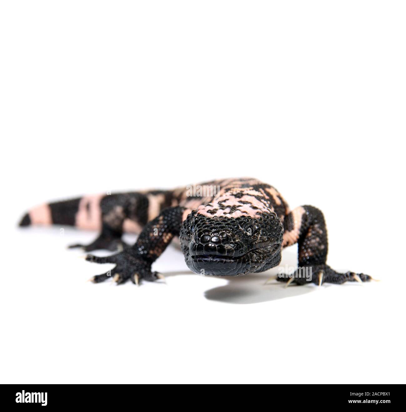 Gila monster. The Gila monster (Heloderma suspectum) is a species of ...
